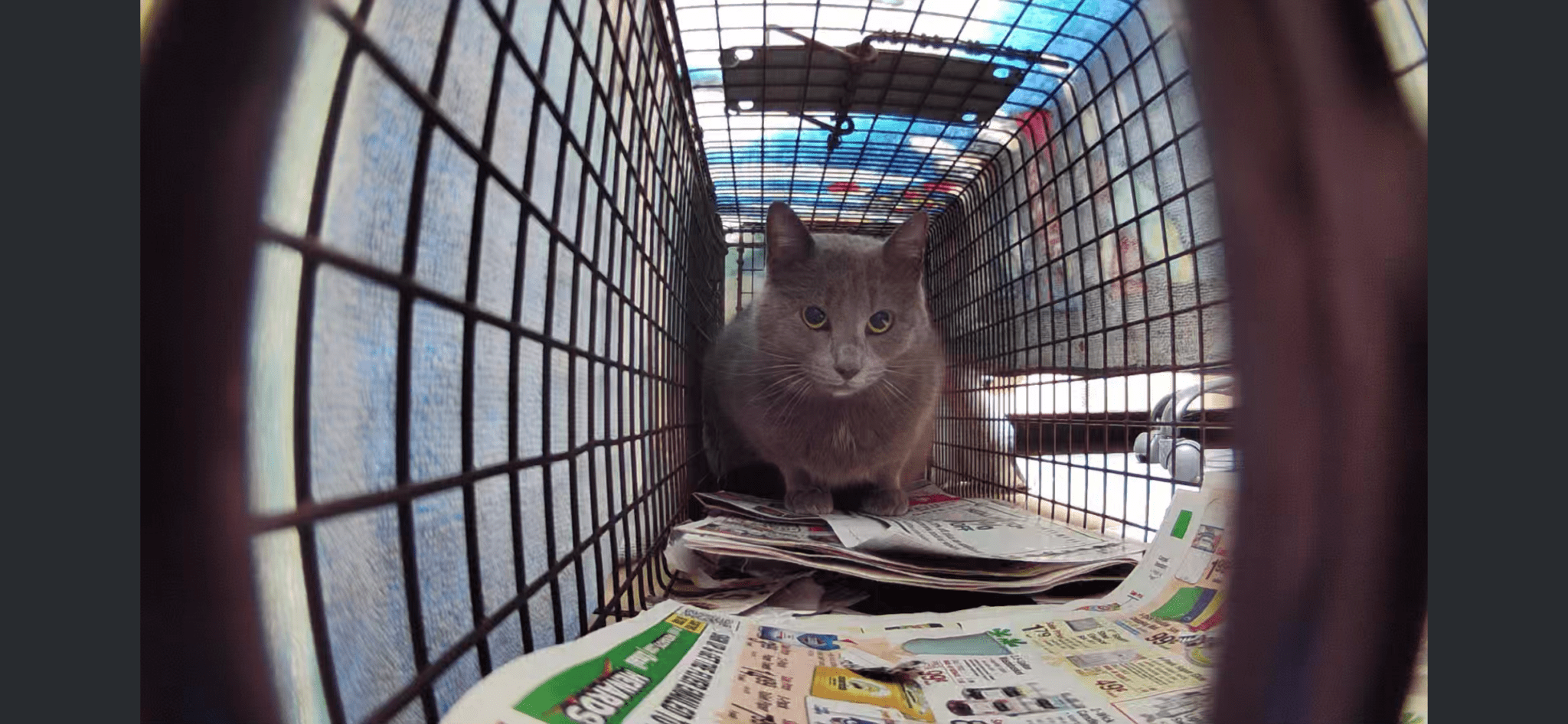 About TNR – Spay and Stay